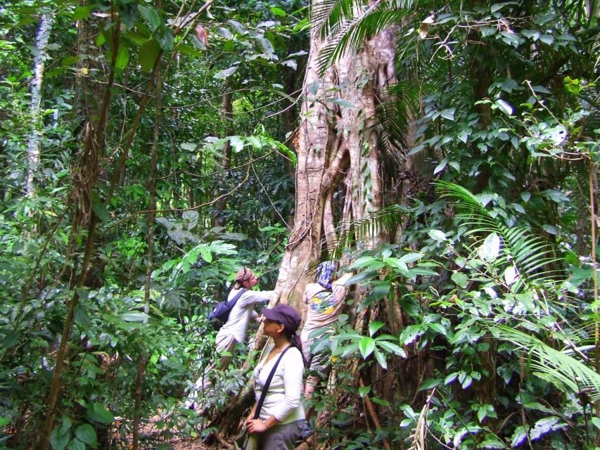 Port Douglas: Daintree Rainforest and Mossman Gorge Tour - The Practicalities: What to Know Before You Go