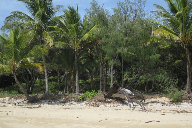 Port Douglas Day Tour from Cairns - Who Might This Tour Suit Best?