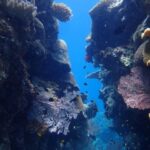 Port Douglas: Outer Great Barrier Reef Snorkeling Cruise - Why This Tour Offers Excellent Value