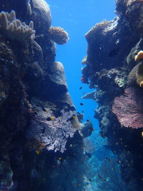 Port Douglas: Outer Great Barrier Reef Snorkeling Cruise - Why This Tour Offers Excellent Value