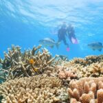 Port Douglas: Quicksilver Outer Barrier Reef Full-Day Cruise - The Itinerary: What Does a Day on the Reef Look Like?