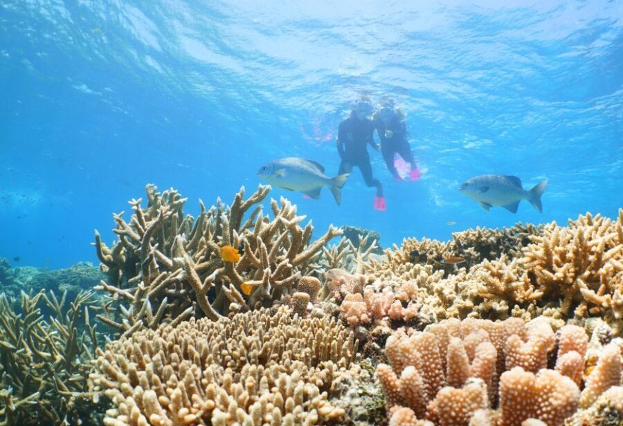 Port Douglas: Quicksilver Outer Barrier Reef Full-Day Cruise - The Itinerary: What Does a Day on the Reef Look Like?