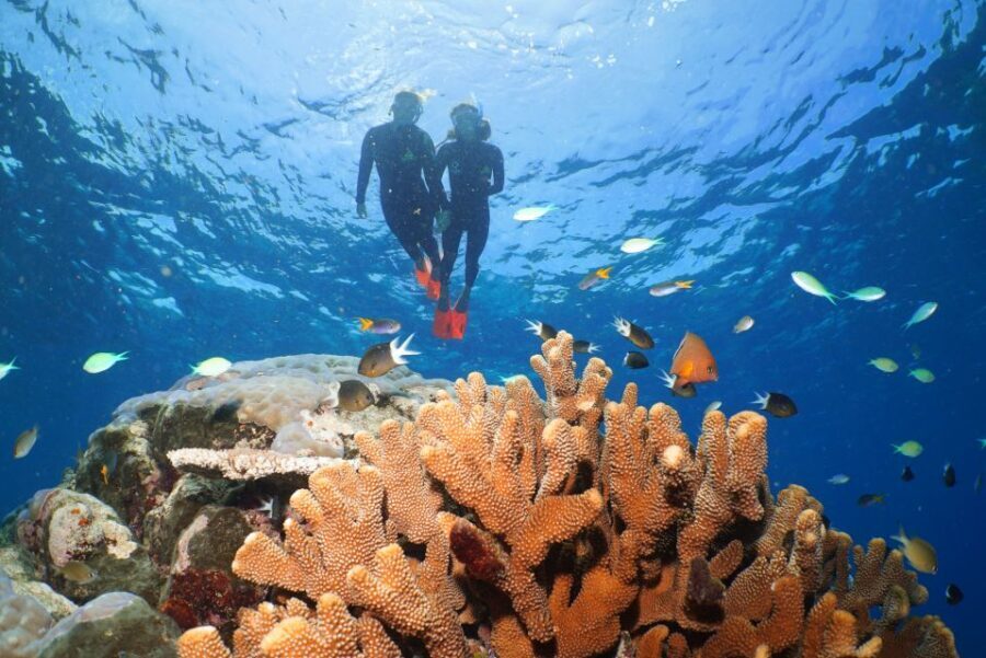Port Douglas: Silversonic Great Barrier Reef Dive & Snorkel - Exploring the Itinerary