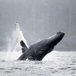 Port Hardy: Sea Otter and Whale Watching - The Vessel and Comfort Features