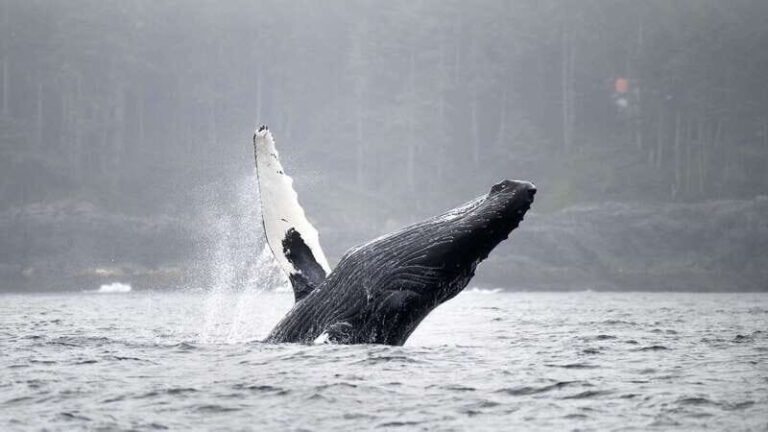 Port Hardy: Sea Otter and Whale Watching - The Vessel and Comfort Features