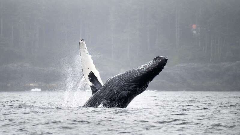 Port Hardy: Sea Otter and Whale Watching - The Vessel and Comfort Features