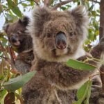 Port Lincoln Mikkira Station Wild Koala Safari Tour - Introduction to the Mikkira Station Koala Safari