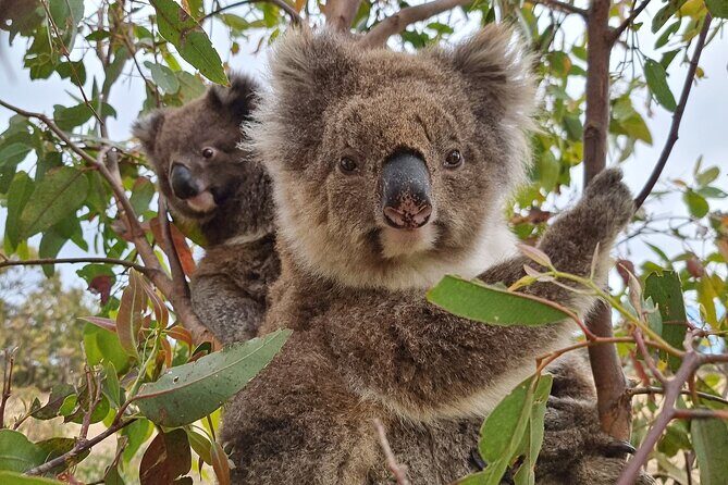 Port Lincoln Mikkira Station Wild Koala Safari Tour - Introduction to the Mikkira Station Koala Safari