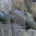 Port Stephens: 2.5-Hour Whale Watching & Outer Island Cruise - Final Thoughts
