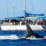 Port Stephens 3 Hour Whale and Dolphin Watch Cruise - Who Should Consider This Tour?