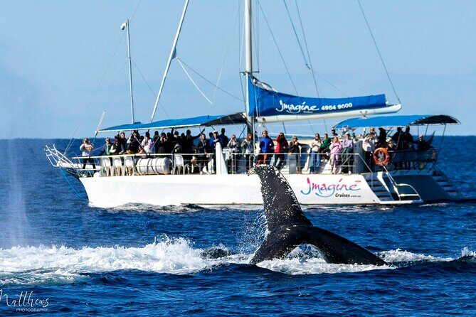 Port Stephens 3 Hour Whale and Dolphin Watch Cruise - Who Should Consider This Tour?