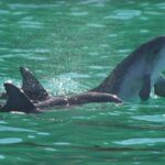 Port Stephens: Dolphin Watching Cruise - What You Should Know Before You Go