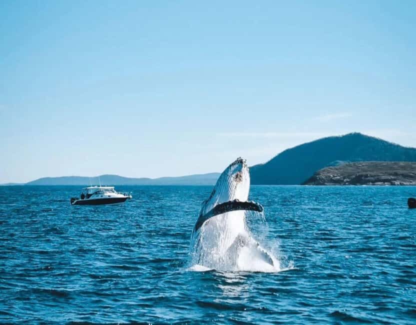 Port Stephens, from Newcastle: Whales, hike & sand dunes! - Final Thoughts