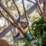 Port Stephens: Koala Sanctuary General Admission Ticket - A Thorough Look at the Itinerary and Highlights