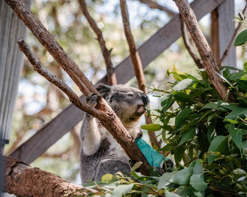 Port Stephens: Koala Sanctuary General Admission Ticket - A Thorough Look at the Itinerary and Highlights