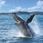Port Stephens: Whale Watching Cruise - Departure Times and Duration