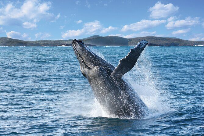 Port Stephens: Whale Watching Cruise - Departure Times and Duration