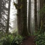 Portland: Silver Falls State Park Waterfall Hike - What Travelers Say