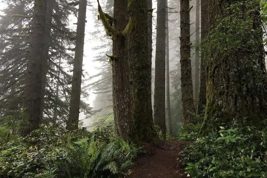 Portland: Silver Falls State Park Waterfall Hike - What Travelers Say