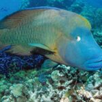 Poseidon Outer Great Barrier Reef Snorkeling and Diving Cruise from Port Douglas - The Itinerary: What You Can Expect