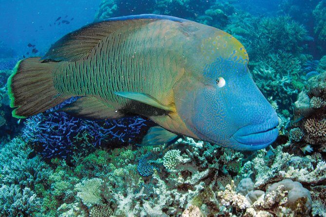 Poseidon Outer Great Barrier Reef Snorkeling and Diving Cruise from Port Douglas - The Itinerary: What You Can Expect