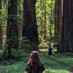 Prairie Creek State Park: Redwood Forest Hiking Tour - Who Should Consider This Tour?