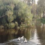 Pre-Hispanic Xochimilco and ajolotario. Private Ecotour. - Traditional Meal on a Chinampa: A Feast of Flavors