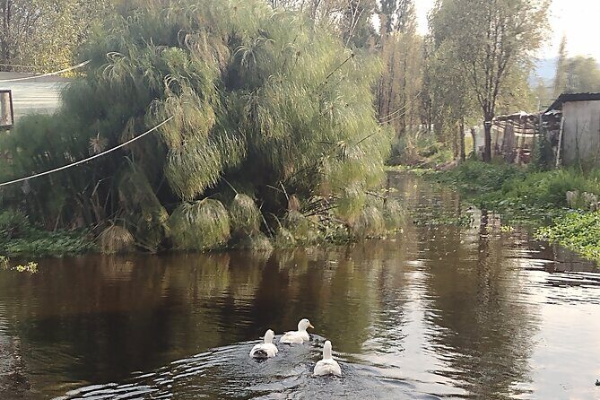 Pre-Hispanic Xochimilco and ajolotario. Private Ecotour. - Traditional Meal on a Chinampa: A Feast of Flavors
