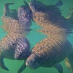 Pre-Season Special Manatee Snorkel Tour in Crystal River - What Makes This Tour Stand Out