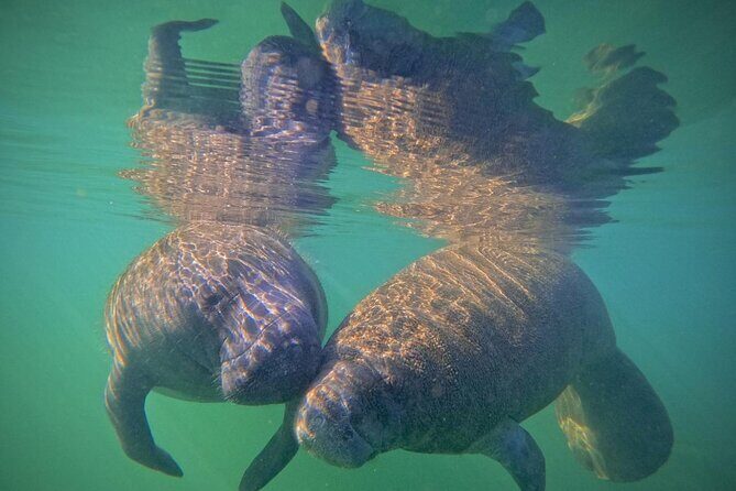 Pre-Season Special Manatee Snorkel Tour in Crystal River - What Makes This Tour Stand Out