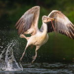 Prek Toal Bird Sanctuary and Great Lake Tour in Cambodia - Authentic Experiences and Unique Moments