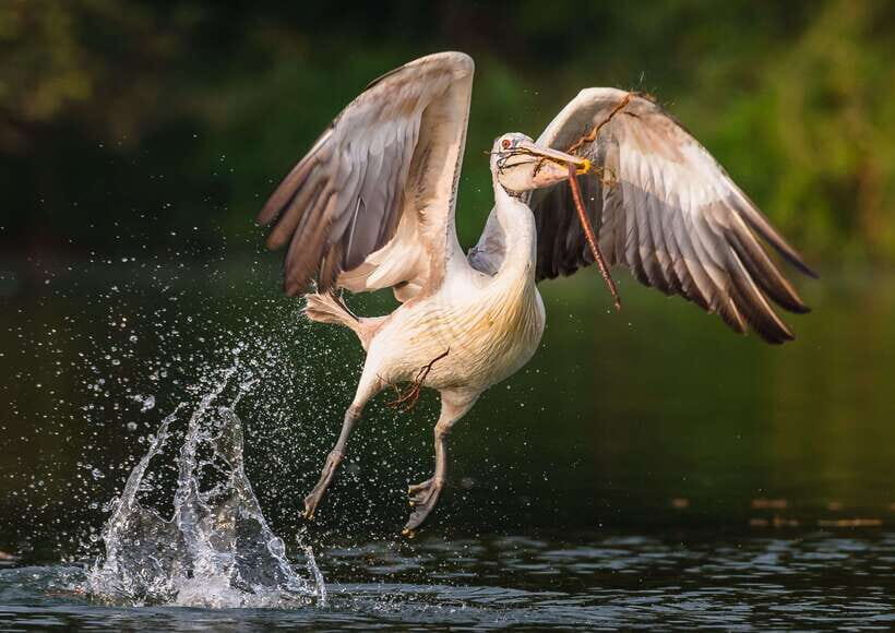Prek Toal Bird Sanctuary and Great Lake Tour in Cambodia - Authentic Experiences and Unique Moments