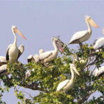Prek Toal Birds Sanctuary & floating Village Private Tour - What Makes This Tour Special?