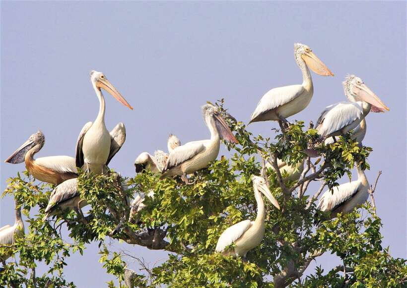 Prek Toal Birds Sanctuary & floating Village Private Tour - What Makes This Tour Special?