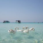 Premium Coral Island Pattaya by Speed boat - What Makes This Tour Stand Out?