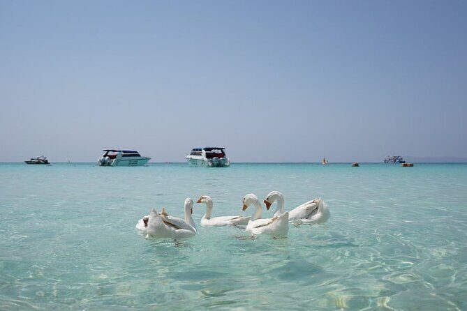 Premium Coral Island Pattaya by Speed boat - What Makes This Tour Stand Out?