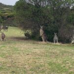 Premium Great Ocean Road Reverse Tour 13Pax Max Hotel PickUP - The Transport and Small Group Advantage