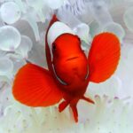 Premium Guided Dive Trip - Outer Great Barrier Reef - The Sum Up