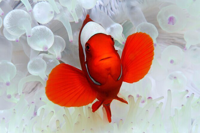 Premium Guided Dive Trip - Outer Great Barrier Reef - The Sum Up