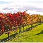 Premium-Hawke's Bay, Napier Winery Tour - 5.5 hours - What to Expect from the ITINERARY