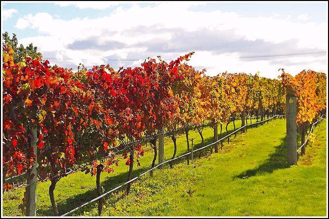 Premium-Hawke's Bay, Napier Winery Tour - 5.5 hours - What to Expect from the ITINERARY