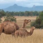 Premium Paddock to Plate Experience - Who Will Love This Tour?