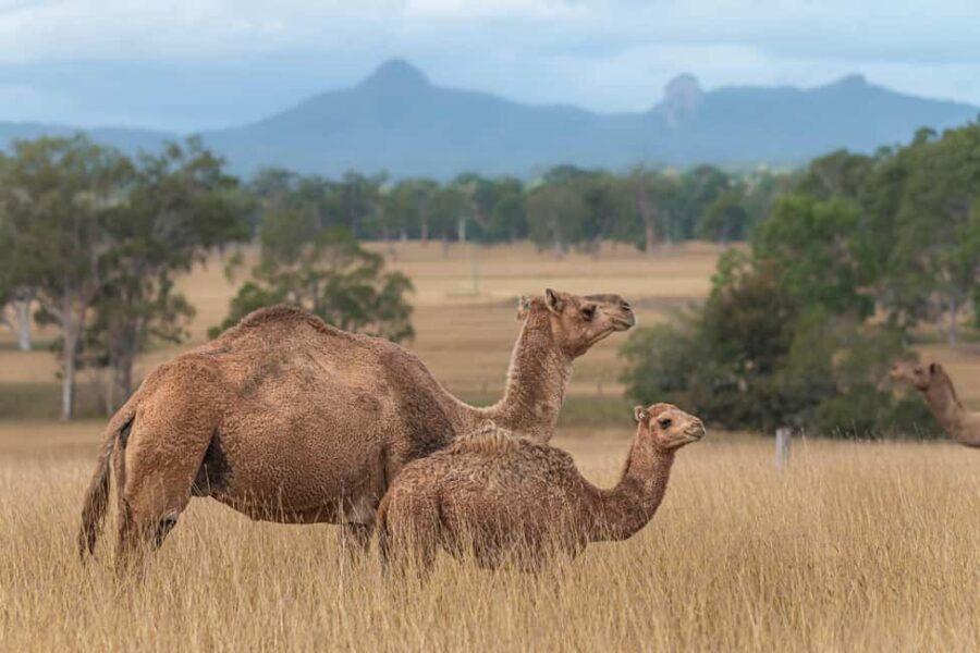Premium Paddock to Plate Experience - Who Will Love This Tour?