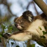 Premium Small Group Great Ocean Road & Wildlife with Lunch - Our Honest Take on Value and Experience