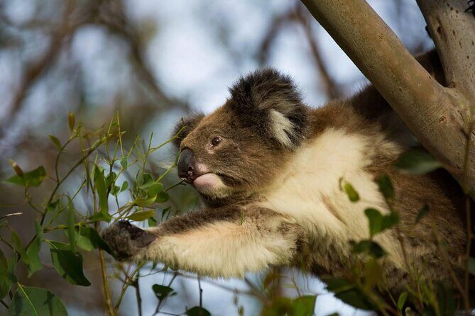 Premium Small Group Great Ocean Road & Wildlife with Lunch - Our Honest Take on Value and Experience