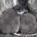 Premium Small Group Philip Island eco Tour - Transportation and Comfort