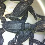 Preserving Baby Sea Turtles And Filling You With Energy In Bioluminescent Lights - Transportation and Group Size