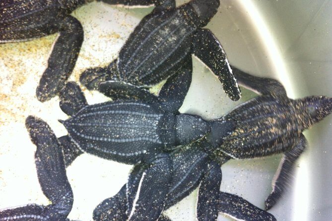 Preserving Baby Sea Turtles And Filling You With Energy In Bioluminescent Lights - Transportation and Group Size