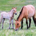 Private 3-Day Tour of National Parks From Ulaanbaatar - Who Would Love This Tour?