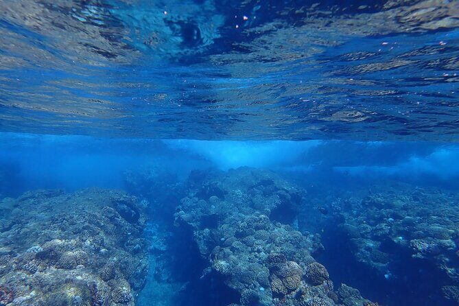 Private 4 Hours Reef Discovery Luxury Private Treasure Hunt in Bora Bora - Why Choose This Tour?